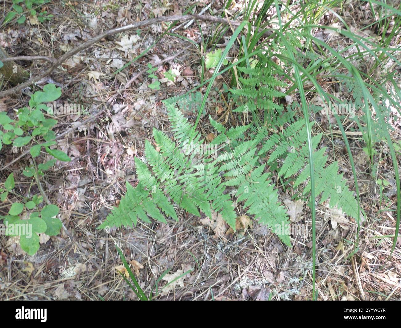 common bracken (Pteridium aquilinum Stock Photo - Alamy