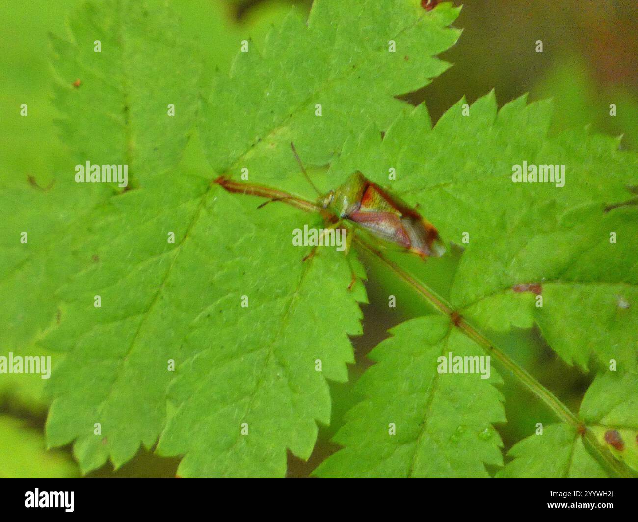 Birch Shield Bug (Elasmostethus interstinctus Stock Photo - Alamy