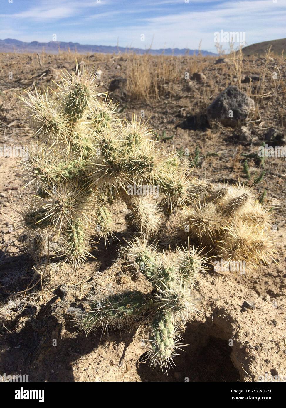 Silver Cholla (Cylindropuntia echinocarpa Stock Photo - Alamy