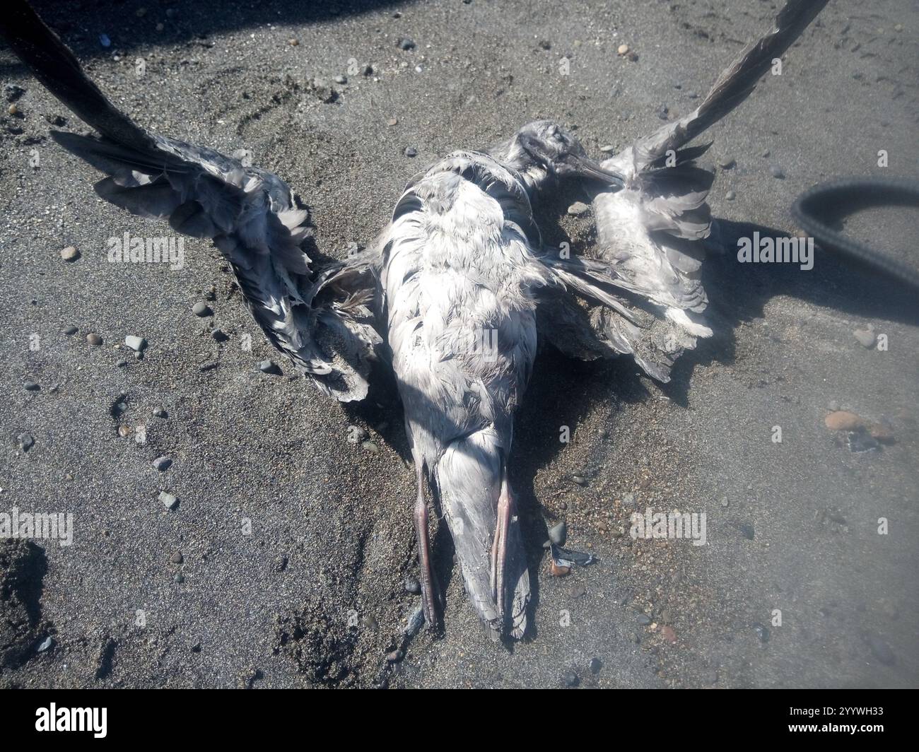 Southern Shearwaters (Ardenna Stock Photo - Alamy