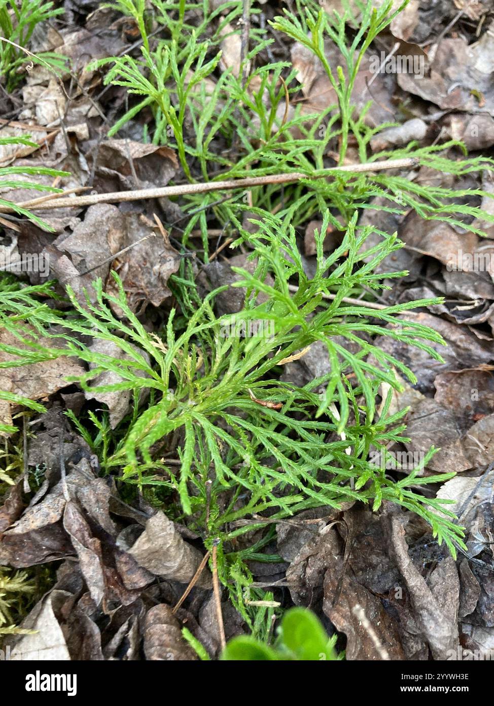 northern ground-cedar (Diphasiastrum complanatum Stock Photo - Alamy