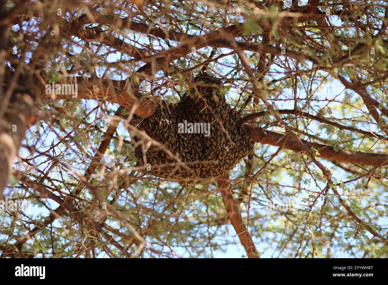 African Honey Bee (Apis mellifera scutellata Stock Photo - Alamy