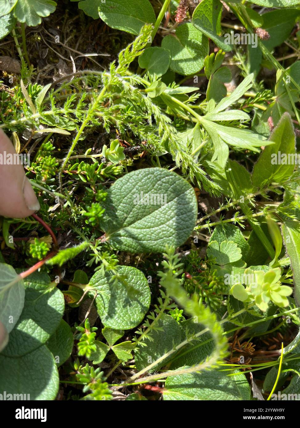 Net-leaved Willow (Salix reticulata Stock Photo - Alamy