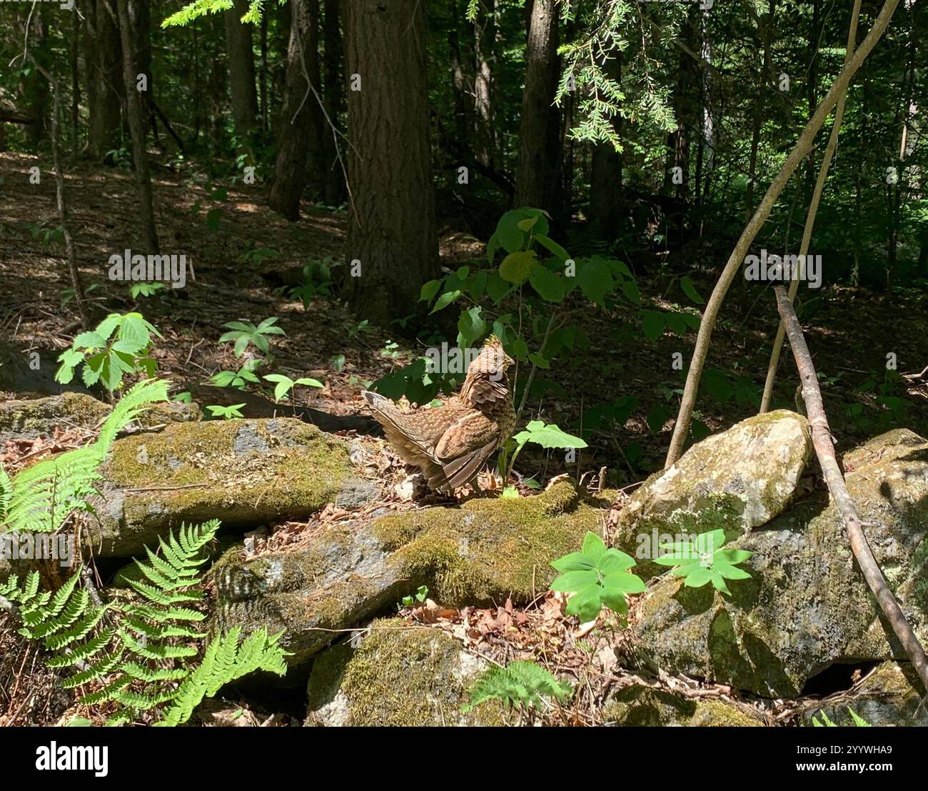 Ruffed Grouse (Bonasa umbellus Stock Photo - Alamy