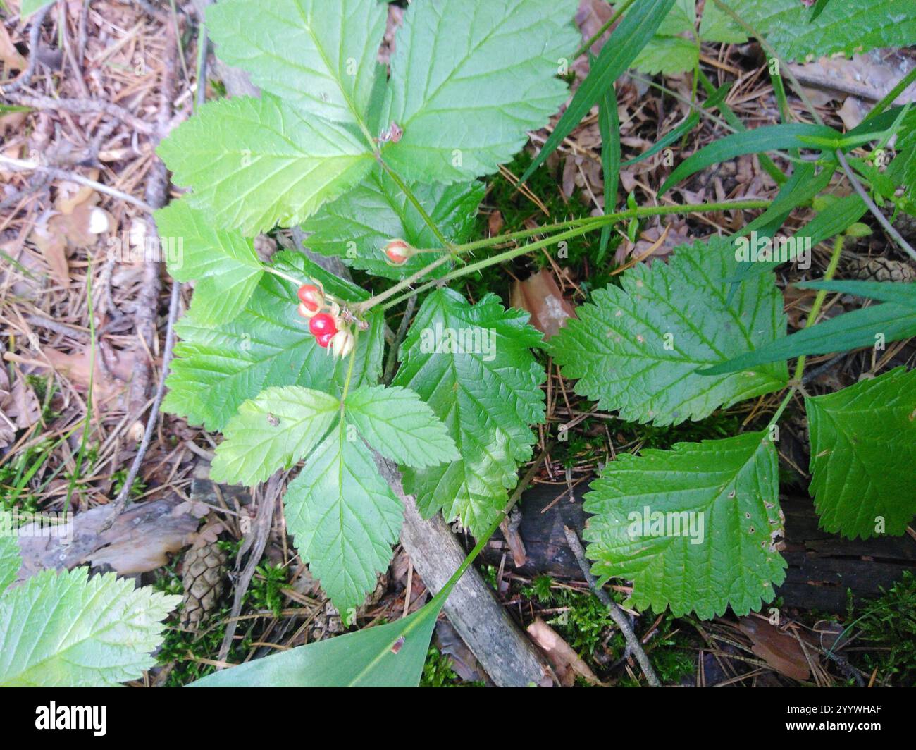 Stone Bramble (Rubus saxatilis Stock Photo - Alamy