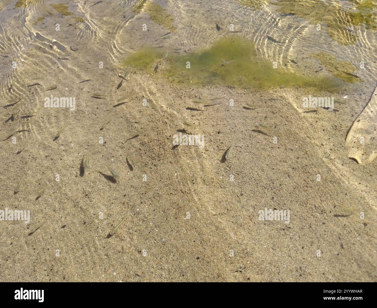 Ray-finned Fishes (Actinopterygii Stock Photo - Alamy