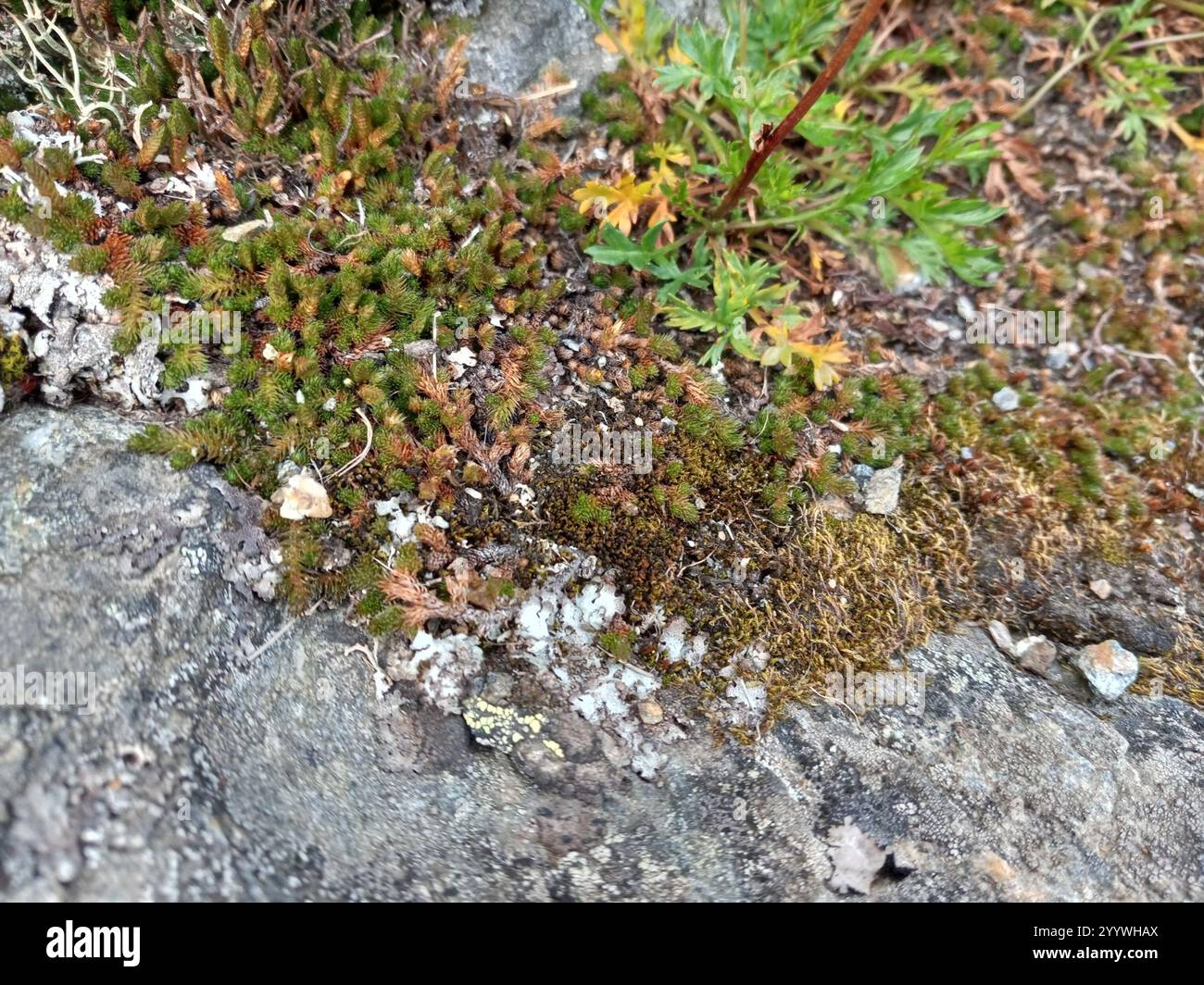 Siberian Spikemoss (Selaginella sibirica Stock Photo - Alamy