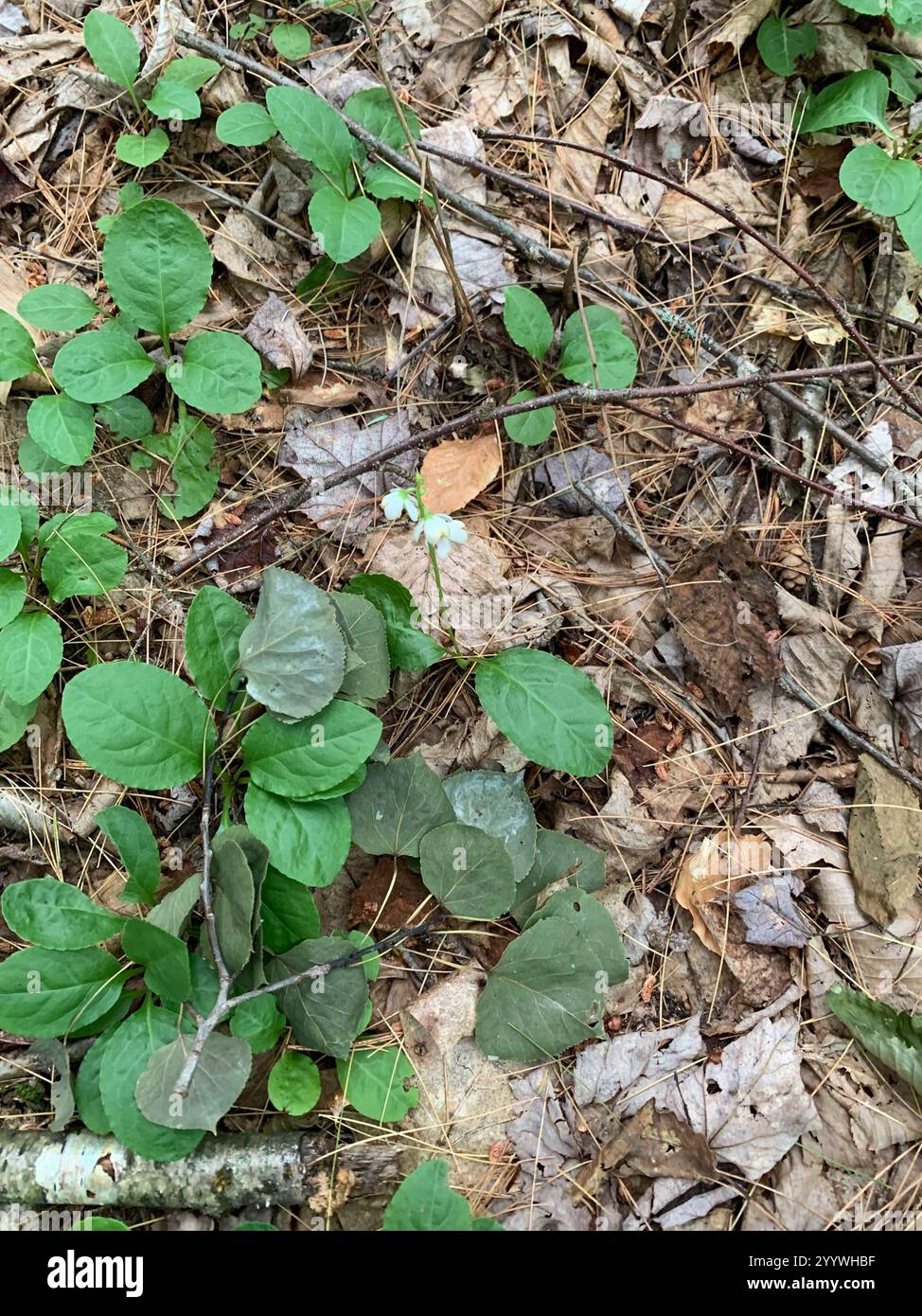 shinleaf (Pyrola elliptica Stock Photo - Alamy
