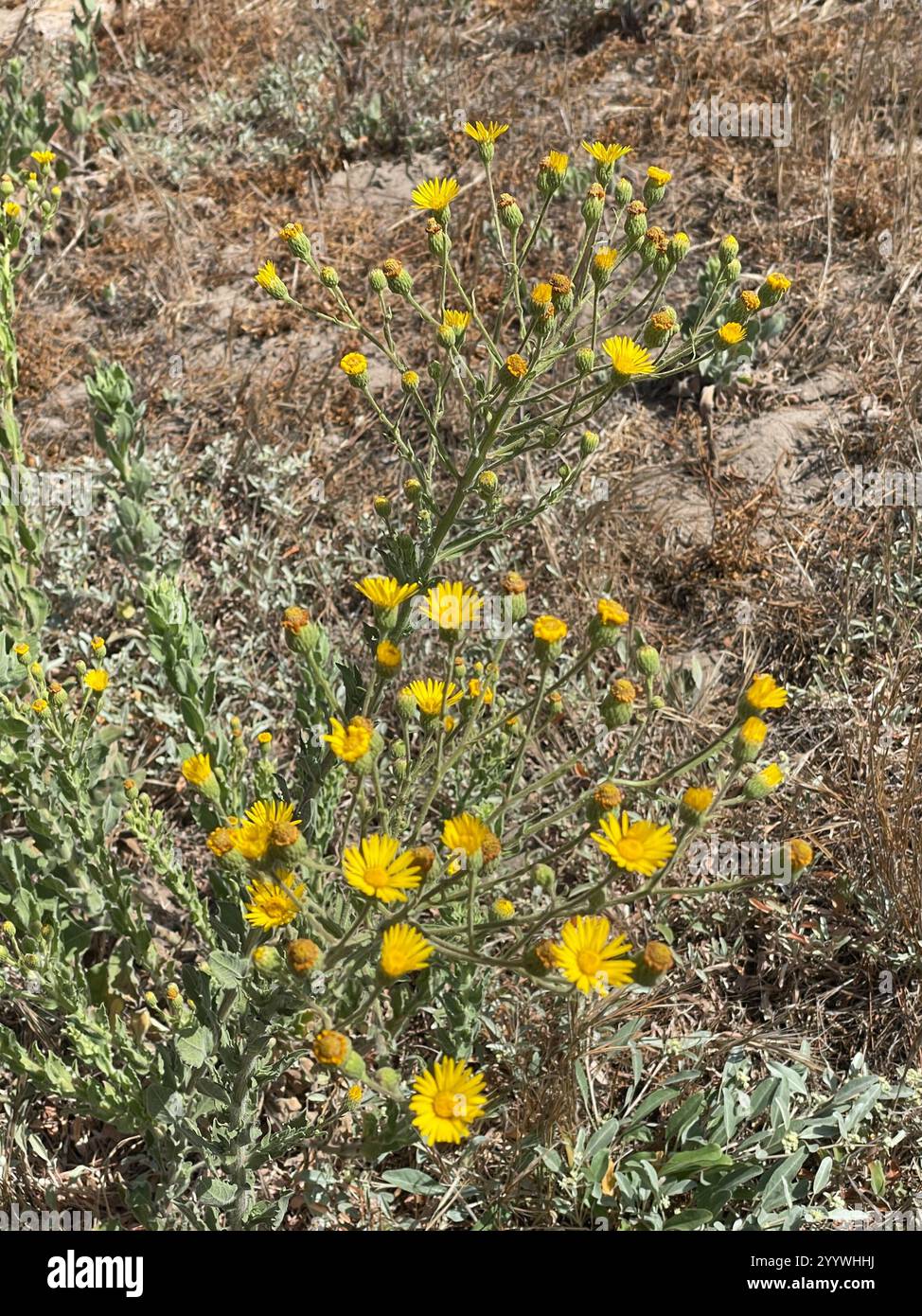 Telegraphweed (Heterotheca grandiflora Stock Photo - Alamy