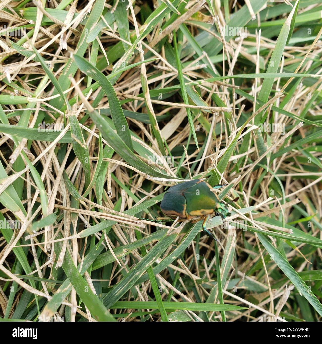 Common Green June Beetle (Cotinis nitida Stock Photo - Alamy