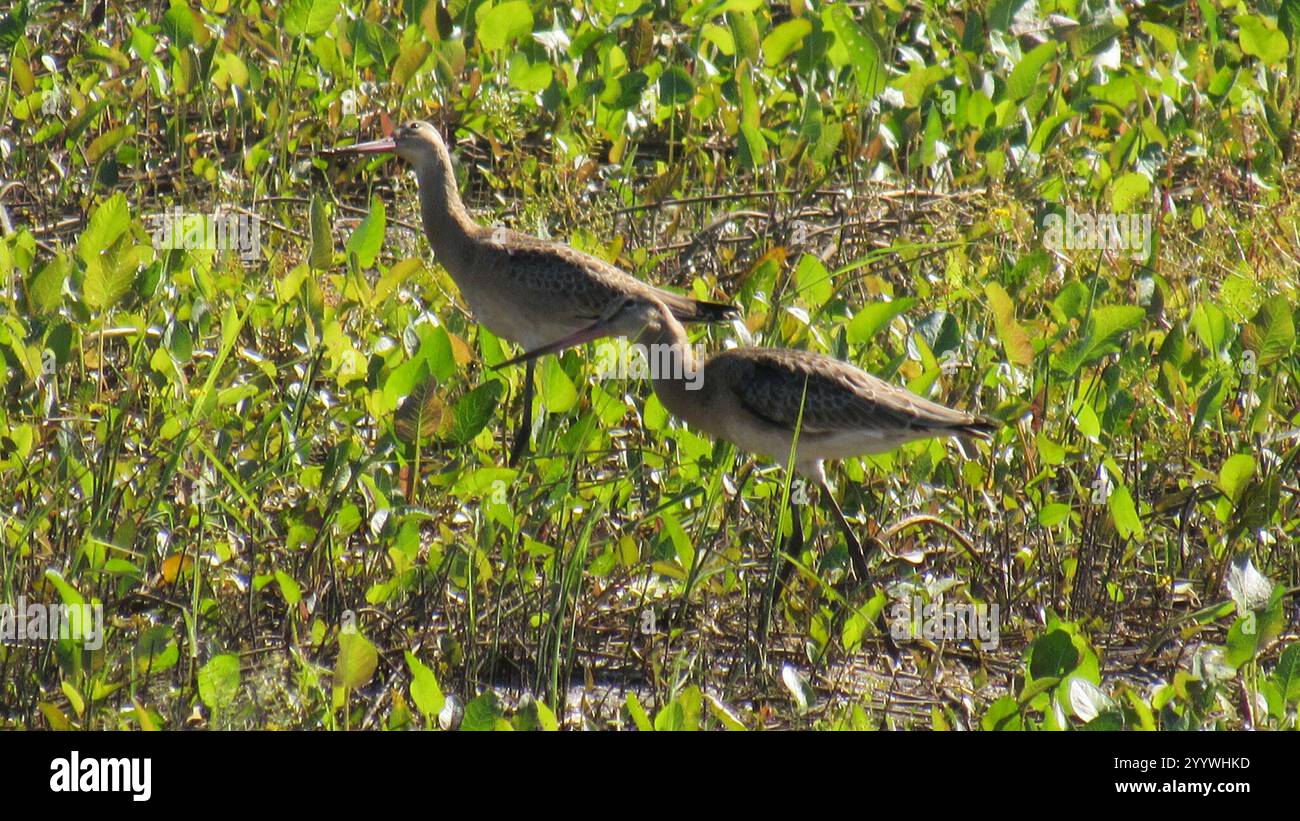 Black-tailed Godwit (Limosa limosa Stock Photo - Alamy