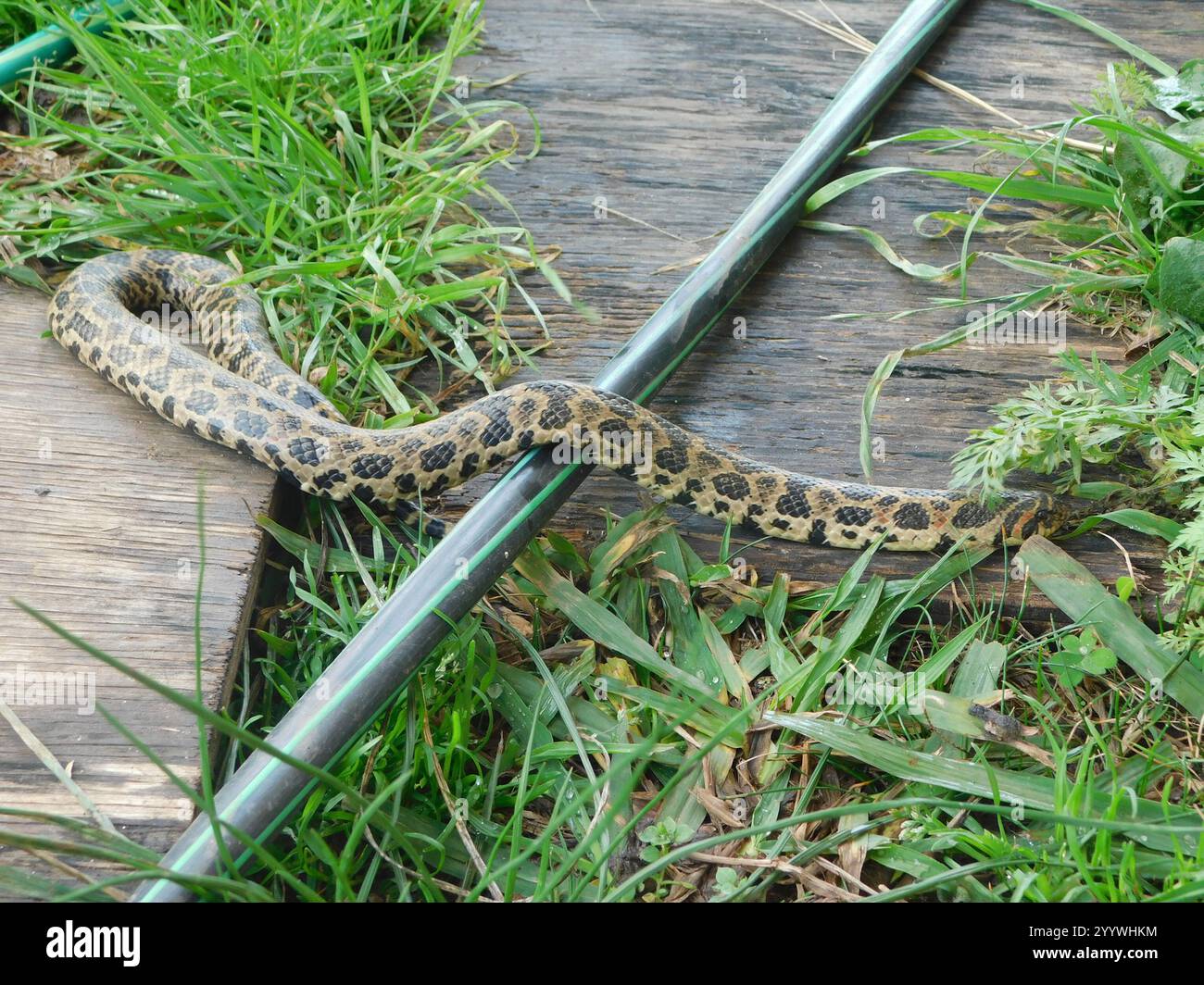 South American Hognose Snake (Xenodon dorbignyi Stock Photo - Alamy