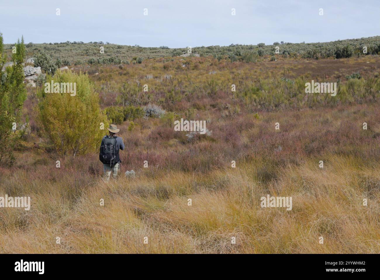 Northern Moss Frog (Arthroleptella subvoce Stock Photo - Alamy