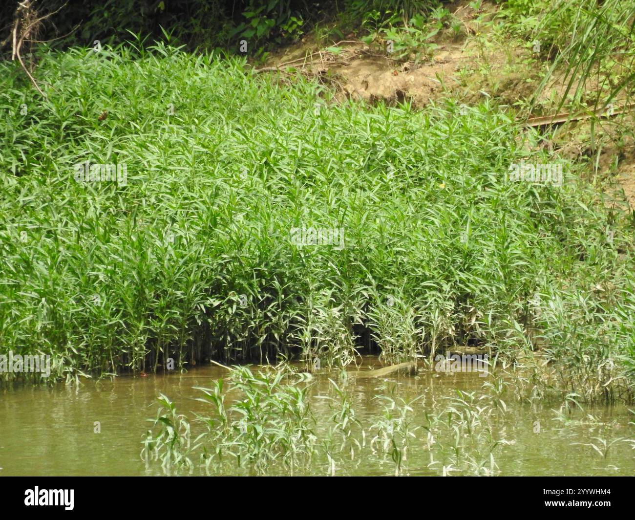 American water-willow (Justicia americana Stock Photo - Alamy