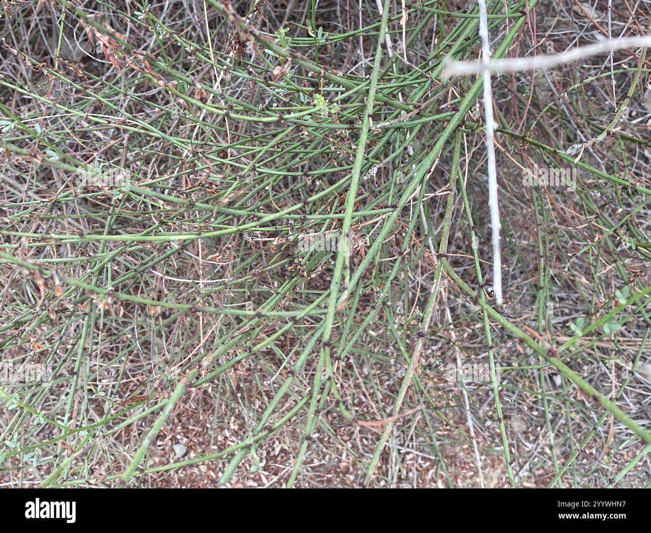 deerweed (Acmispon glaber Stock Photo - Alamy