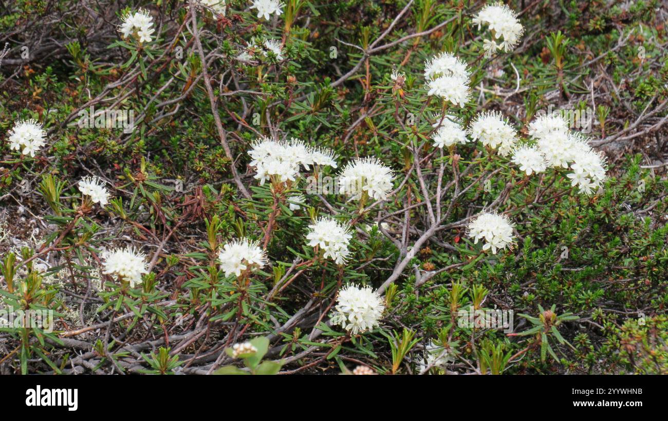 marsh Labrador tea (Rhododendron tomentosum Stock Photo - Alamy