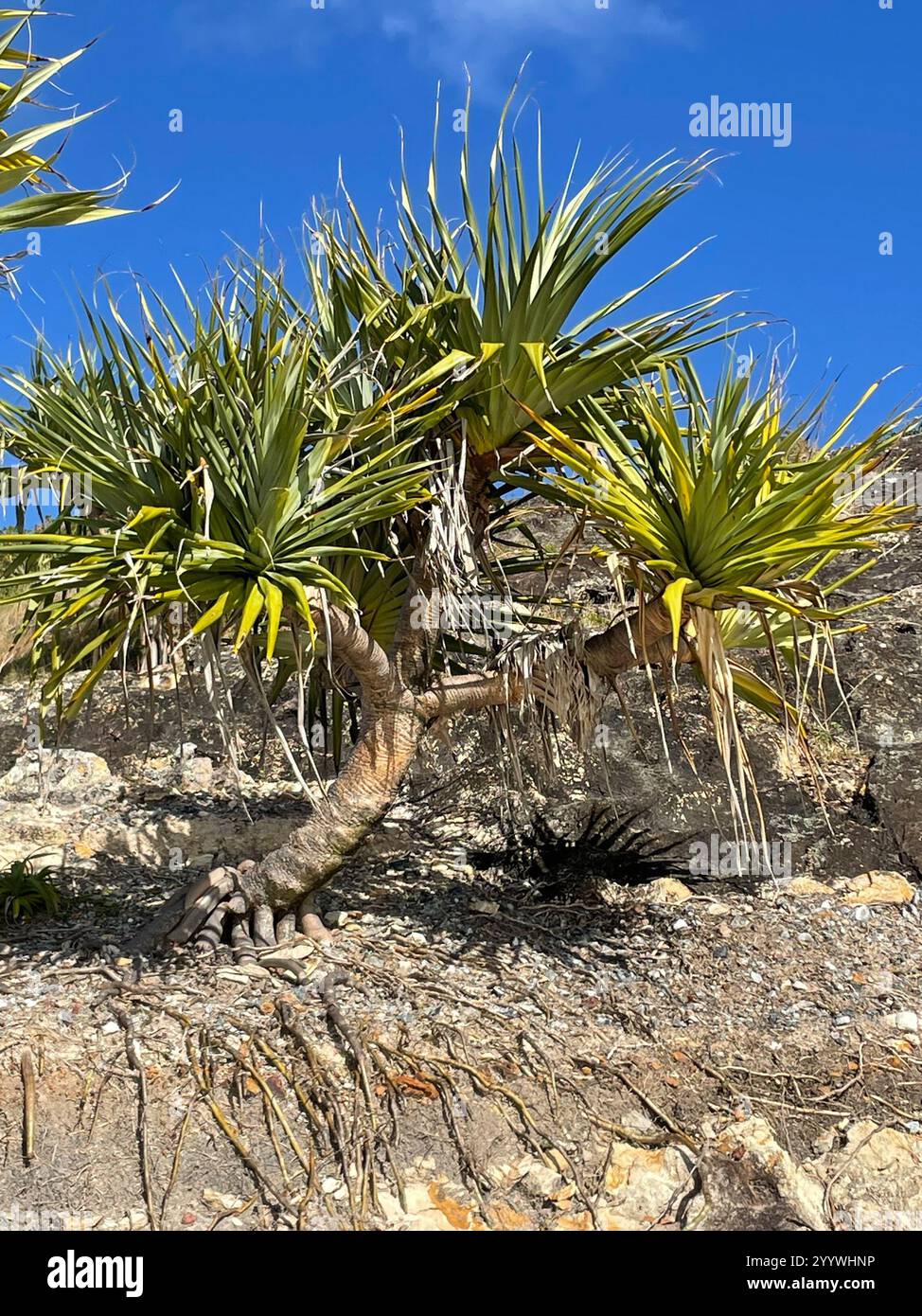 thatch screwpine (Pandanus tectorius Stock Photo - Alamy
