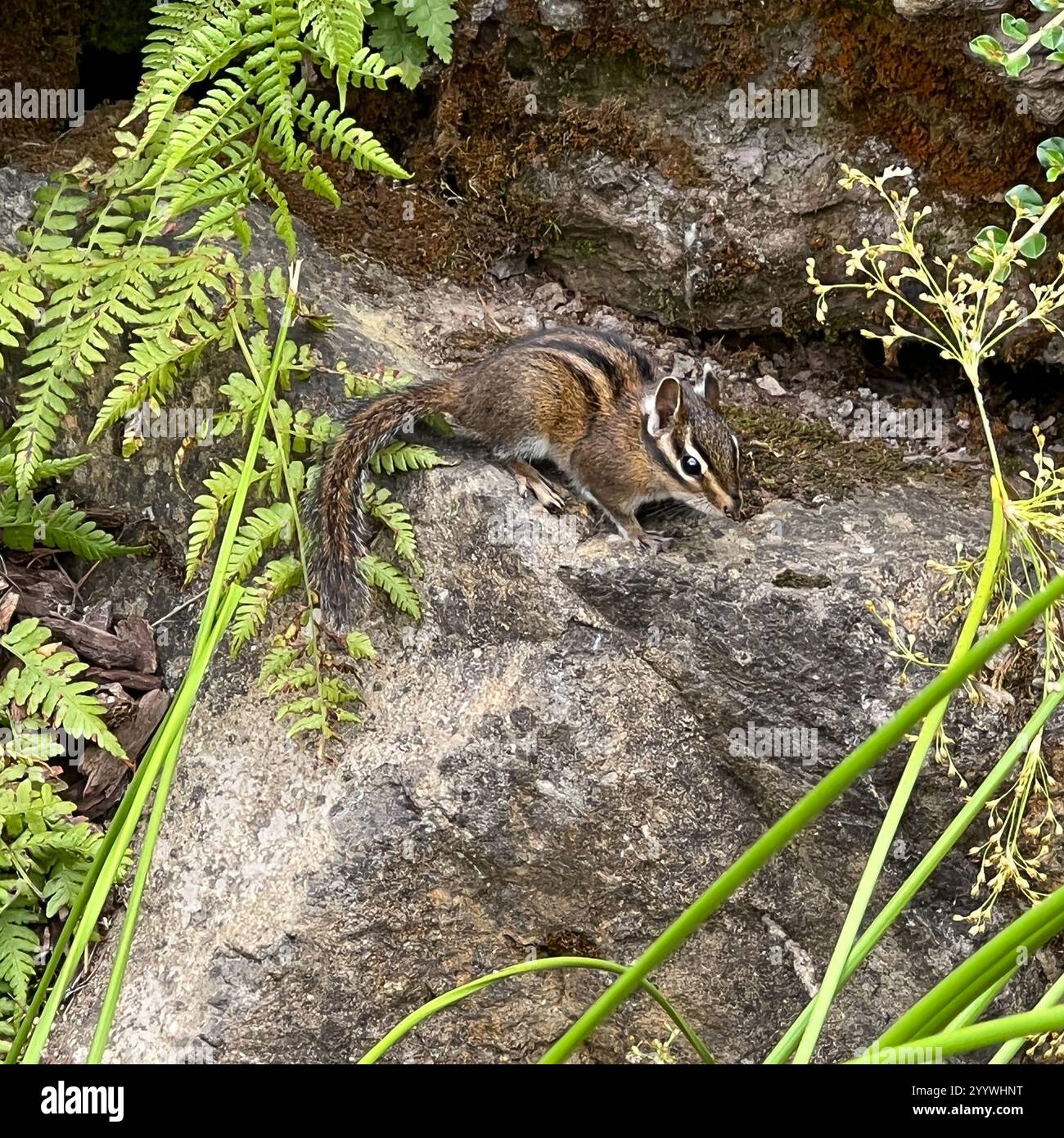 Townsend's Chipmunk (Neotamias townsendii Stock Photo - Alamy