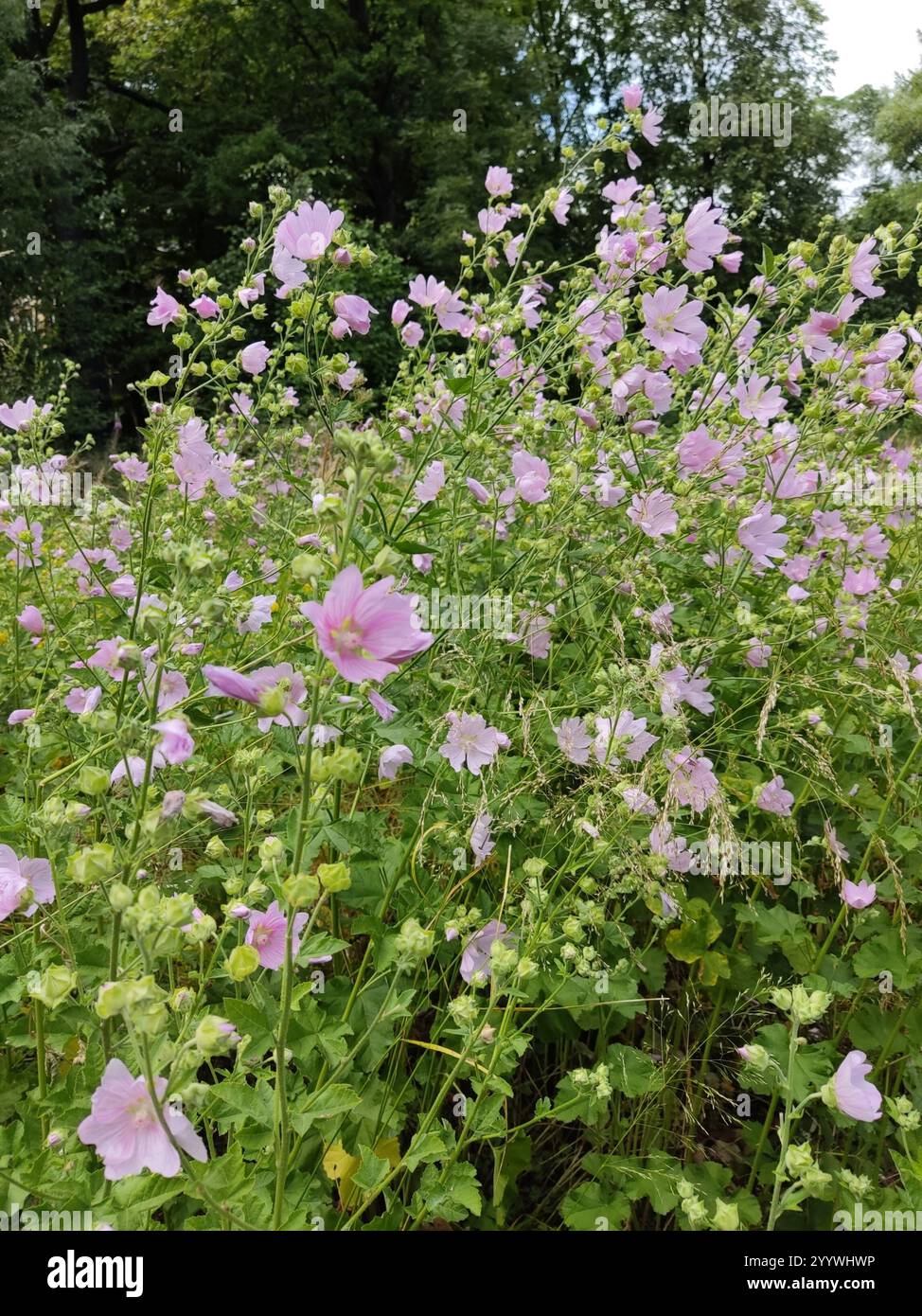 Eastern Tree-mallow (Malva thuringiaca Stock Photo - Alamy