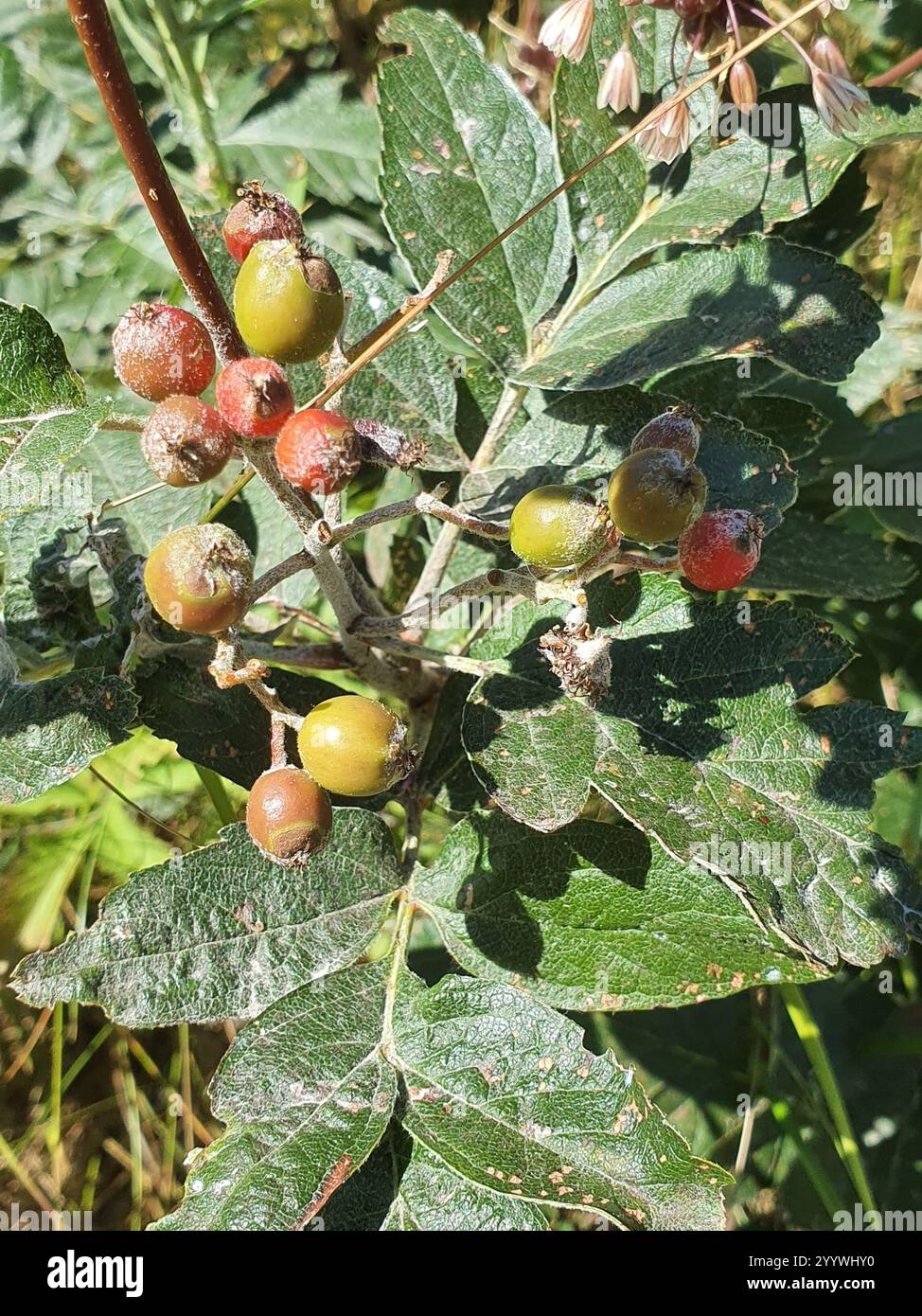 Swedish Service-tree (Hedlundia hybrida Stock Photo - Alamy