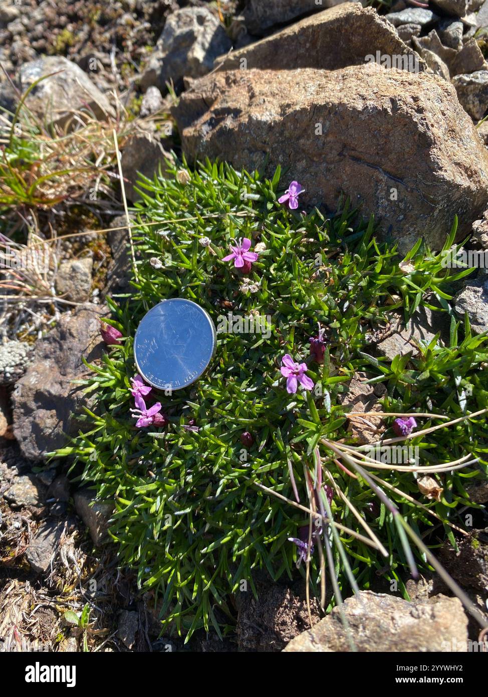 Moss Campion (Silene acaulis Stock Photo - Alamy