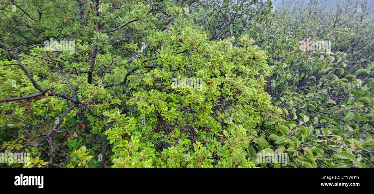 California scrub oak (Quercus berberidifolia Stock Photo - Alamy