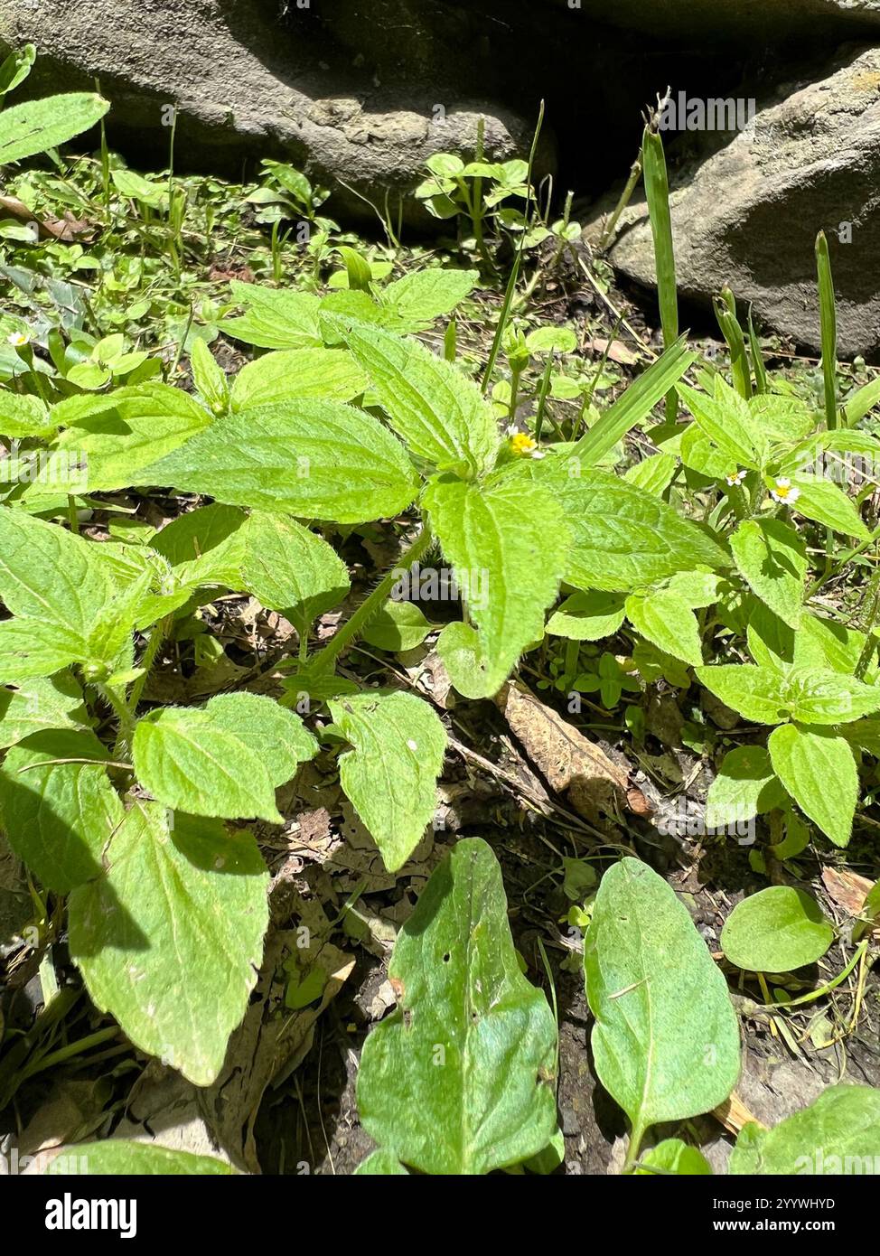 shaggy soldier (Galinsoga quadriradiata Stock Photo - Alamy