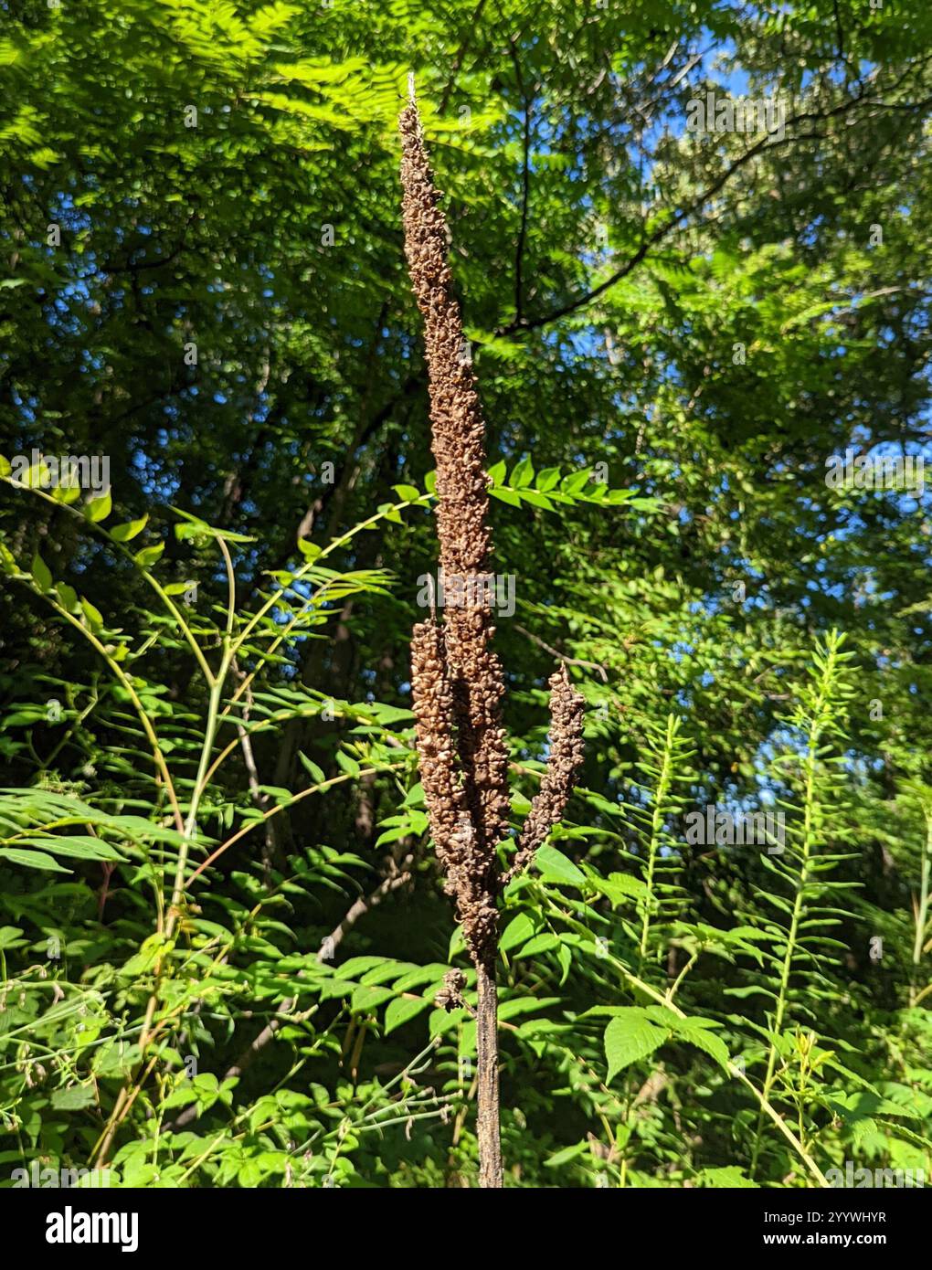 great mullein (Verbascum thapsus Stock Photo - Alamy