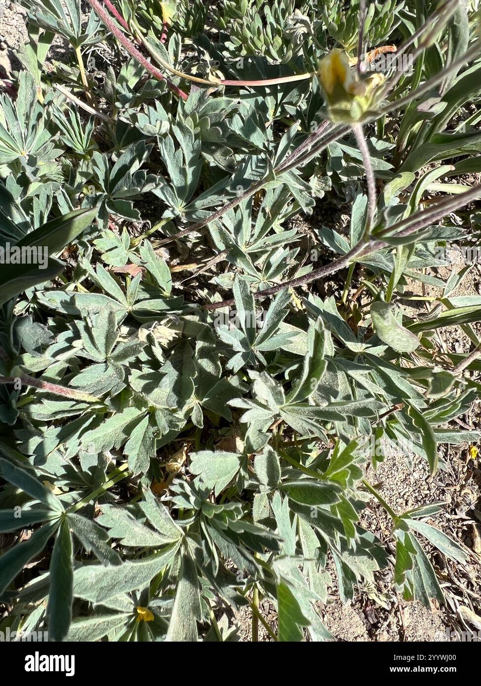 Blueleaf Cinquefoil (Potentilla glaucophylla Stock Photo - Alamy