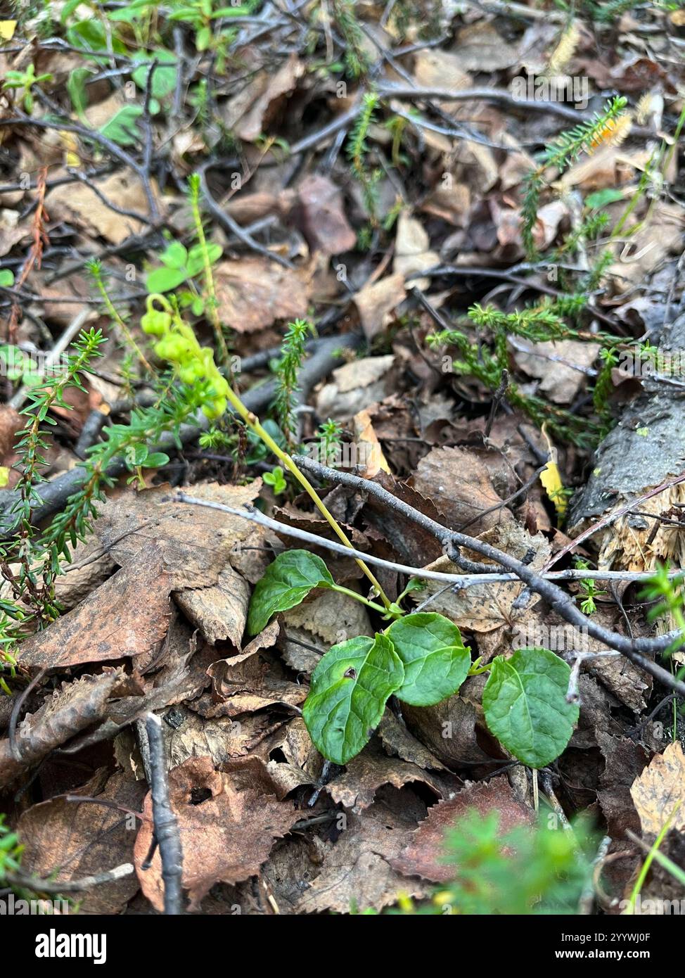 one-sided wintergreen (Orthilia secunda Stock Photo - Alamy