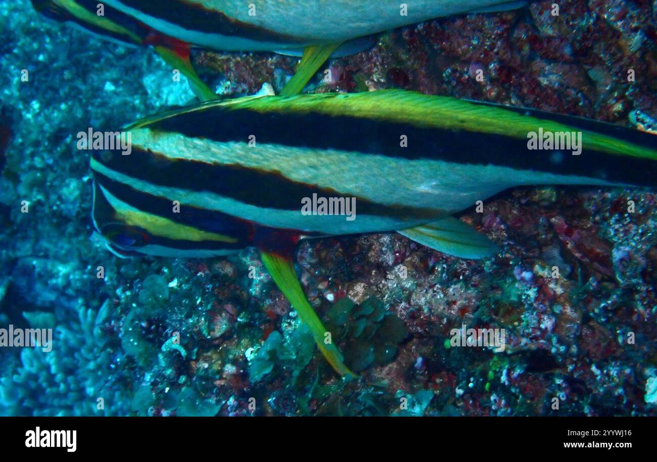 Eastern Morwong (Goniistius vestitus Stock Photo - Alamy