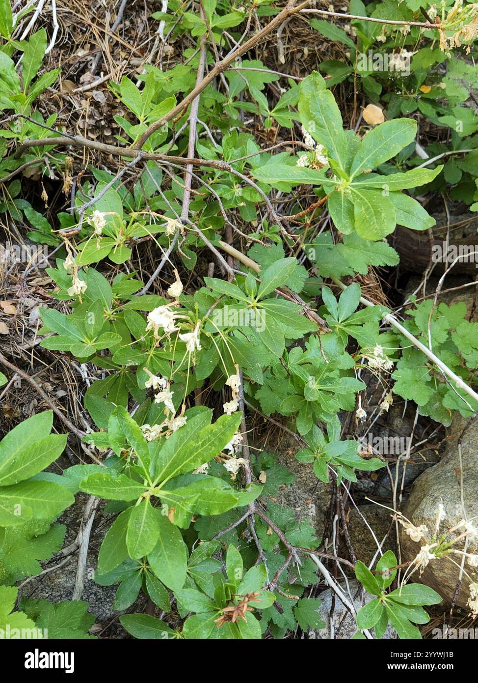 western azalea (Rhododendron occidentale Stock Photo - Alamy