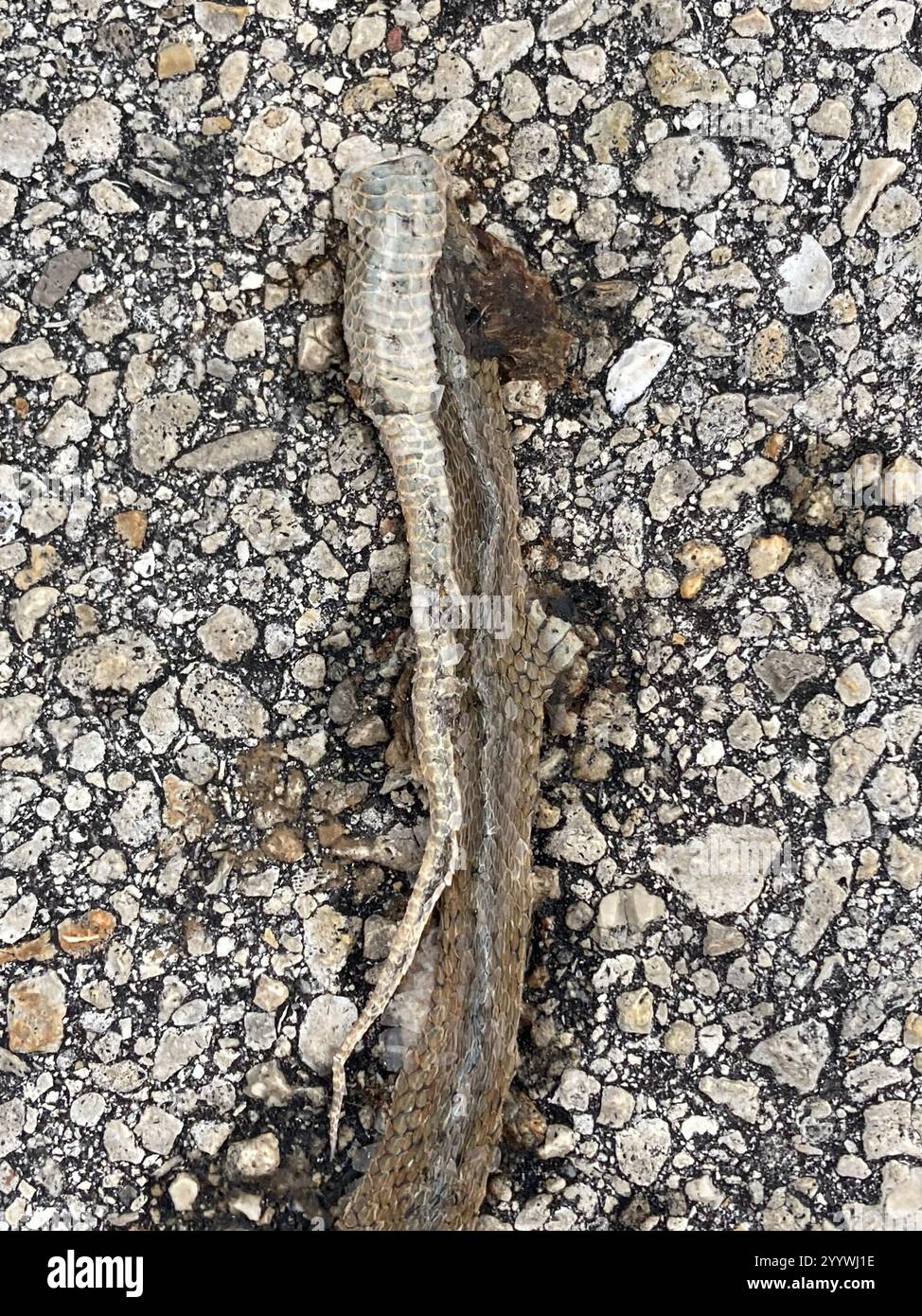 Florida Brownsnake (Storeria victa Stock Photo - Alamy