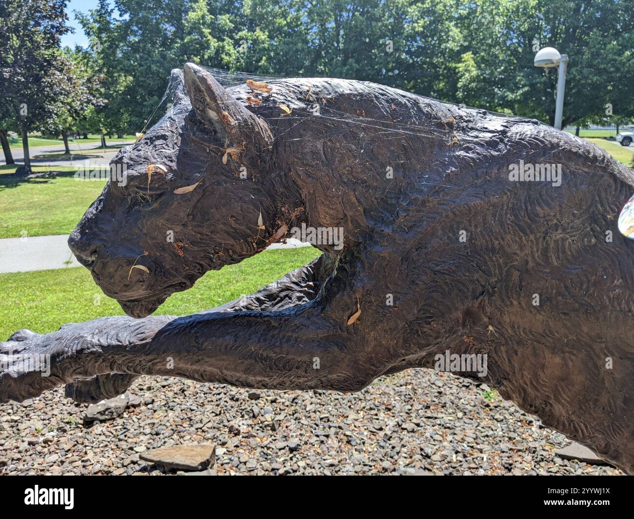 Western Spotted Orbweaver (Neoscona oaxacensis Stock Photo - Alamy