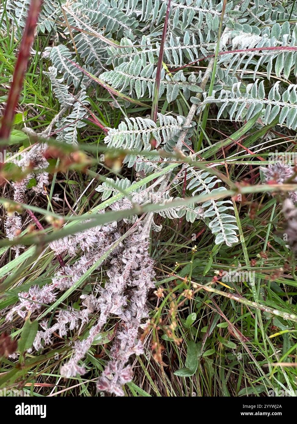 leadplant (Amorpha canescens Stock Photo - Alamy