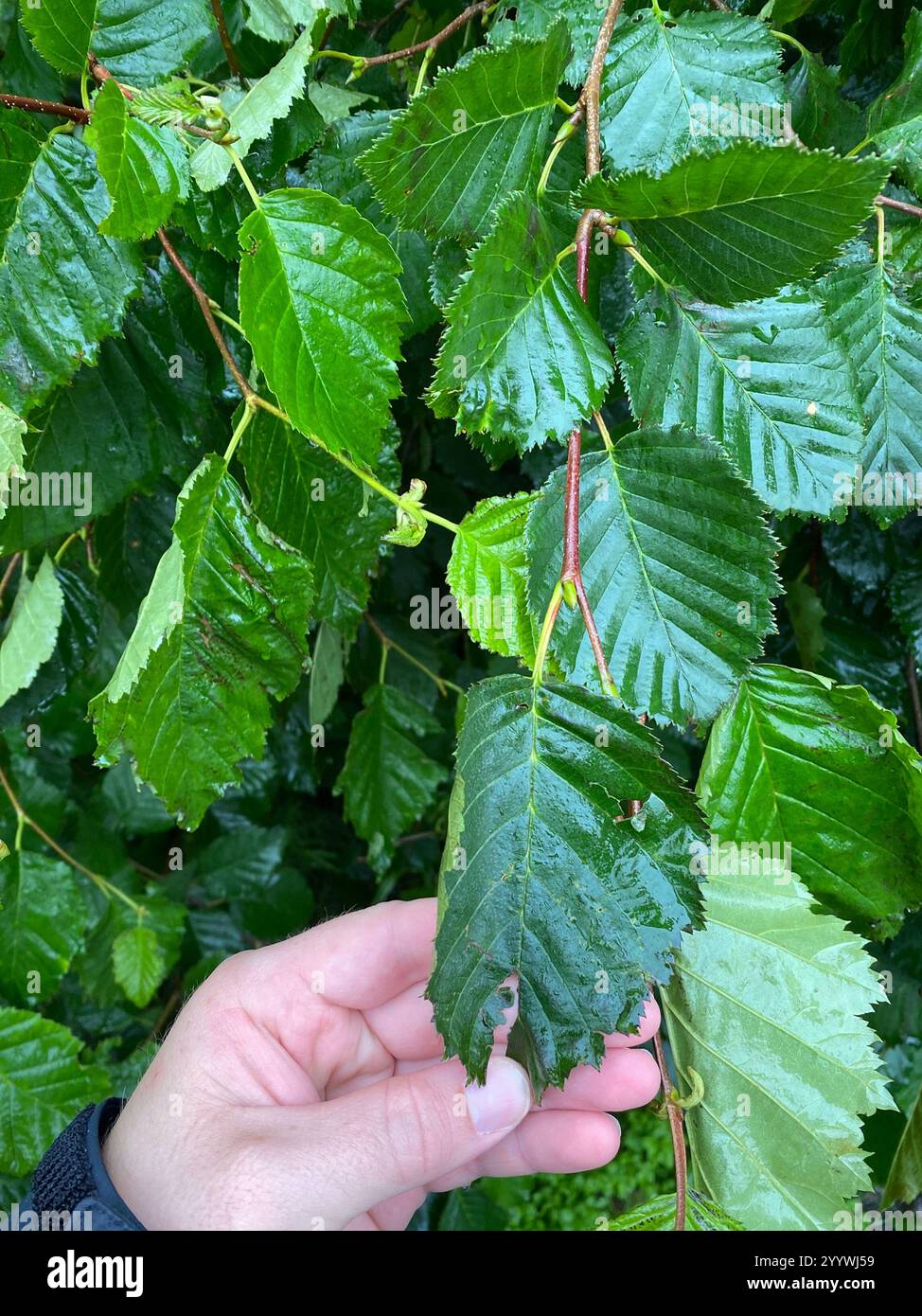 green alder (Alnus alnobetula Stock Photo - Alamy