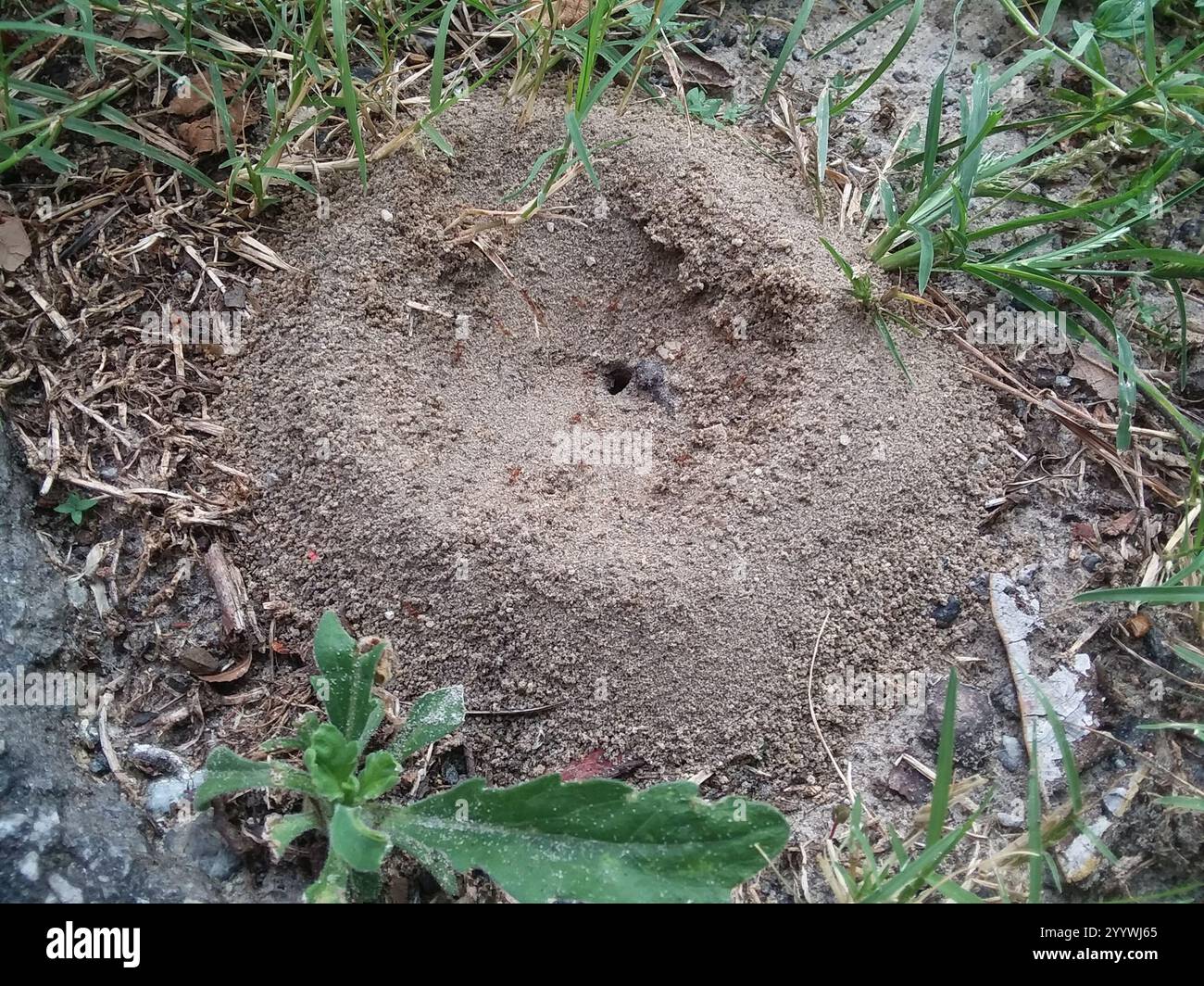 Buren's Pyramid Ant (Dorymyrmex bureni Stock Photo - Alamy