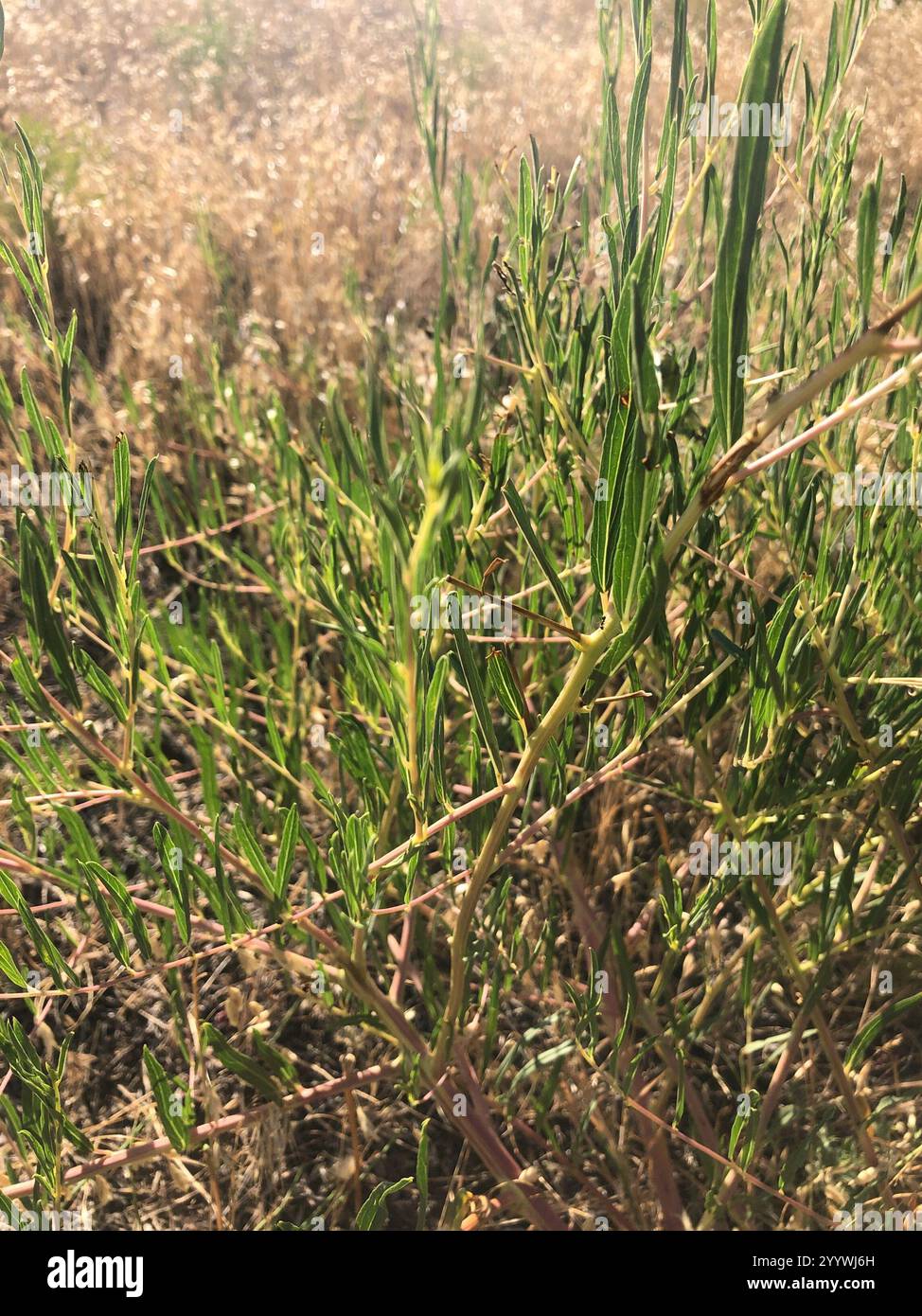 Bush Morning-glory (Ipomoea leptophylla Stock Photo - Alamy