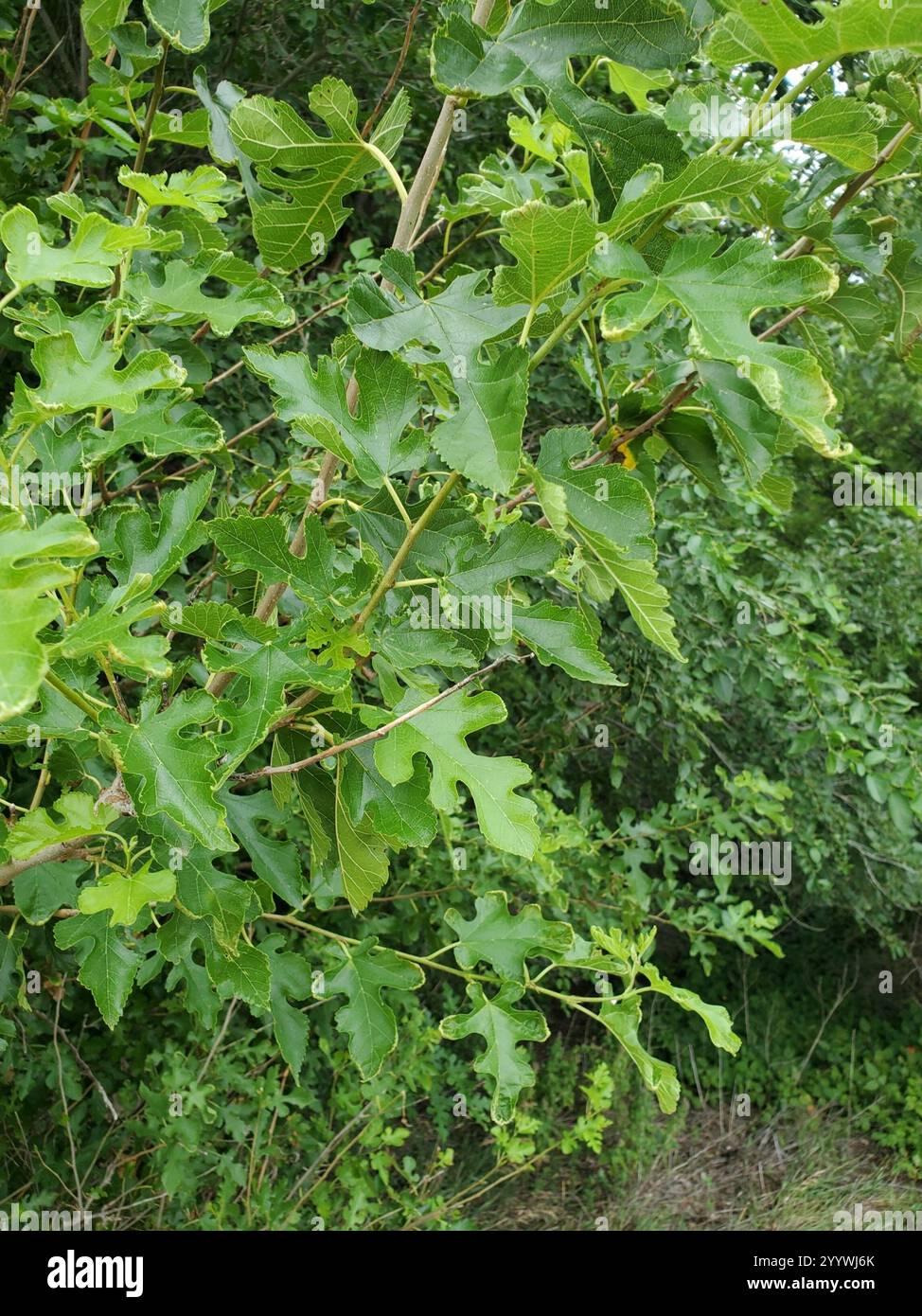 white mulberry (Morus alba Stock Photo - Alamy
