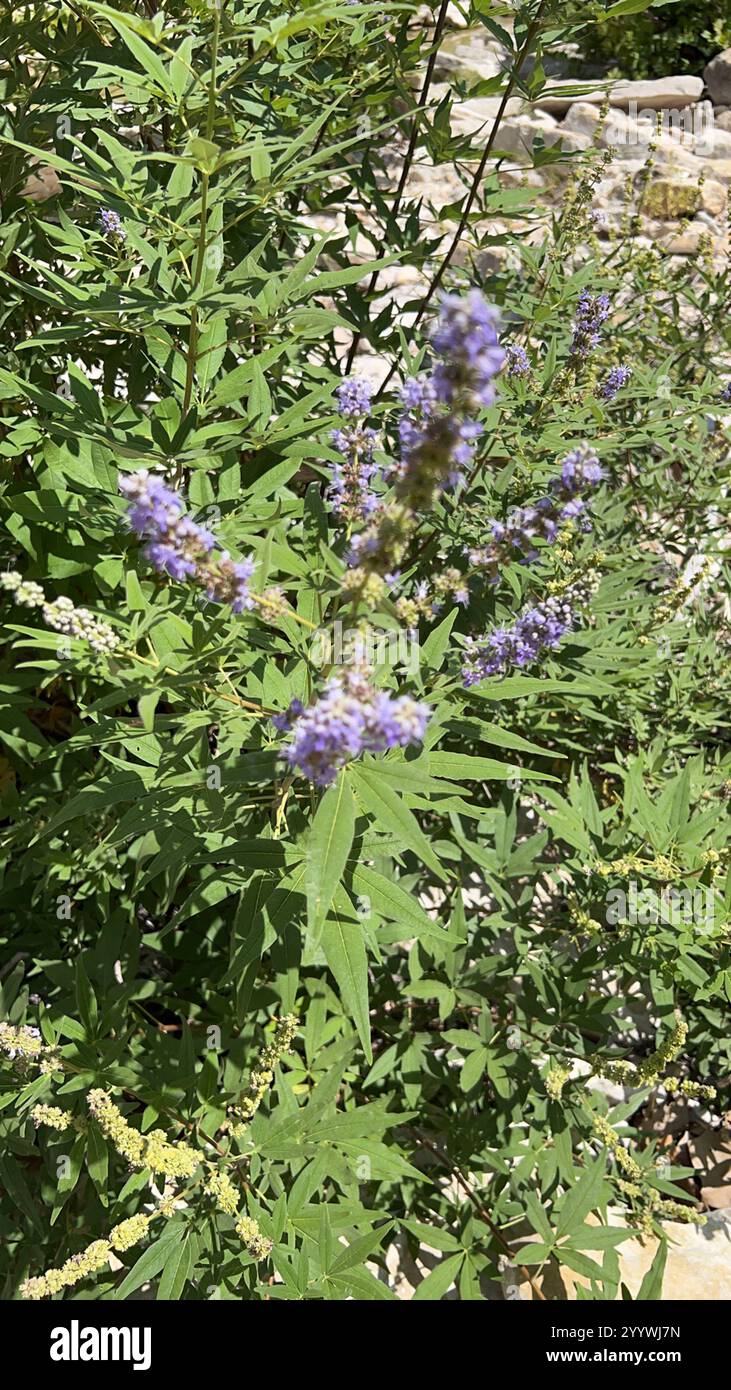 Lilac chaste tree (Vitex agnus-castus Stock Photo - Alamy