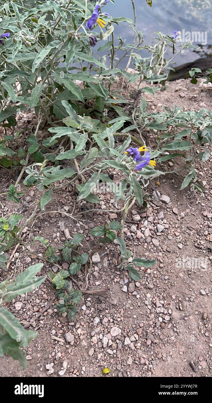 silverleaf nightshade (Solanum elaeagnifolium Stock Photo - Alamy