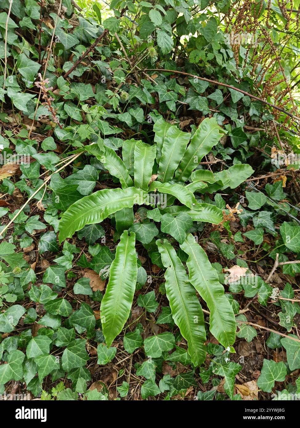 Hart's-tongue fern (Asplenium scolopendrium Stock Photo - Alamy