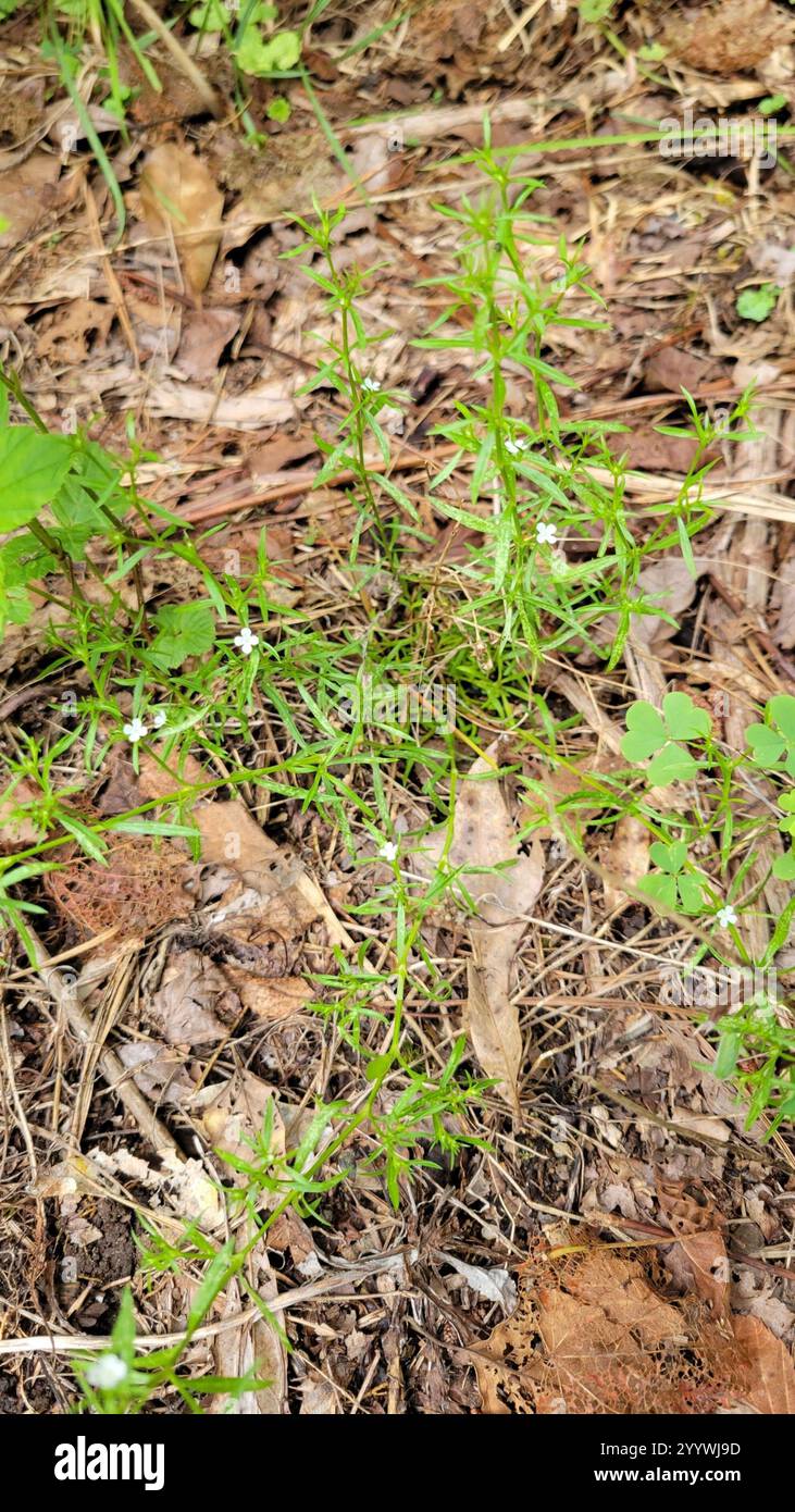 Rust Weed (Polypremum procumbens Stock Photo - Alamy