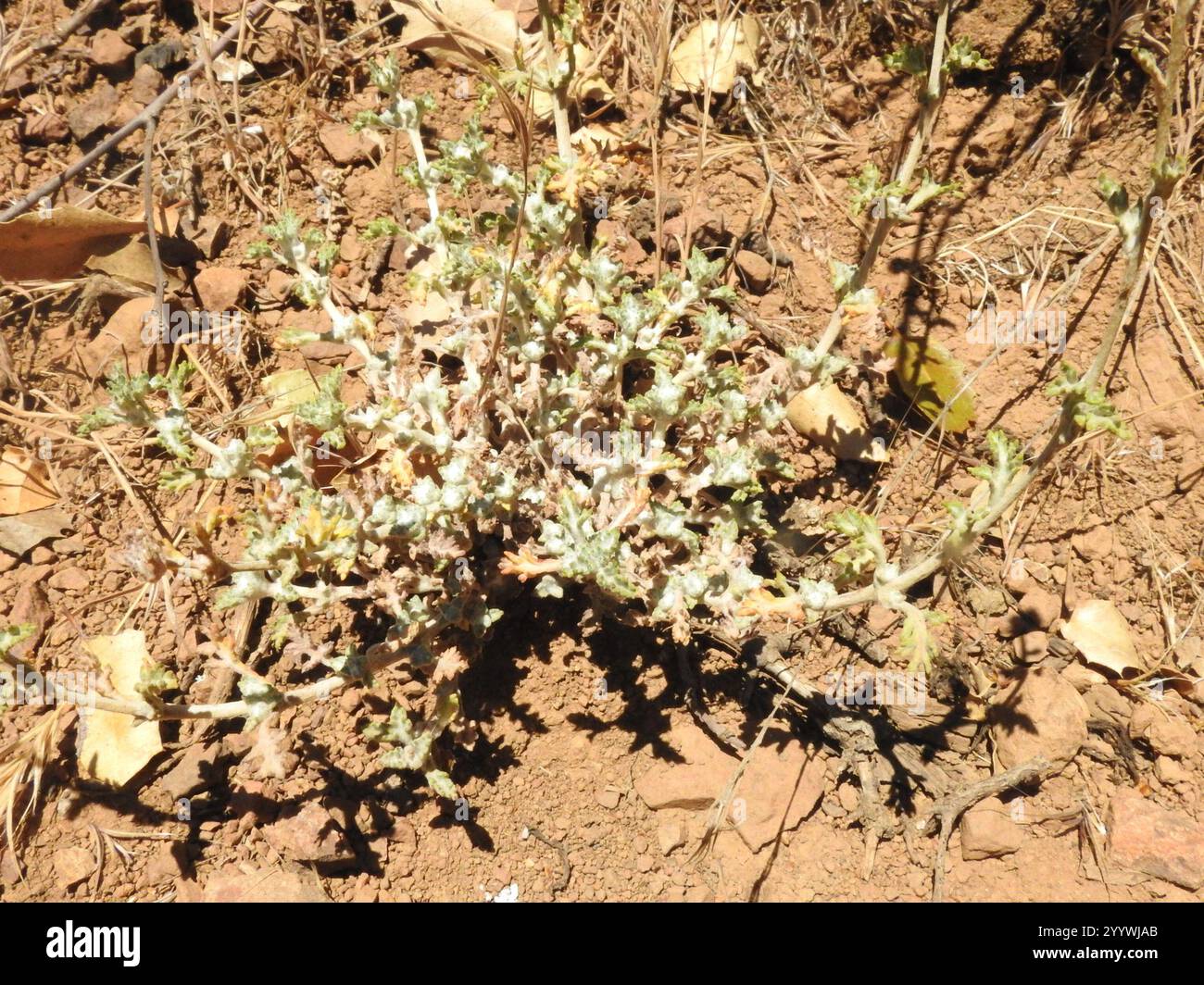 common woolly sunflower (Eriophyllum lanatum Stock Photo - Alamy