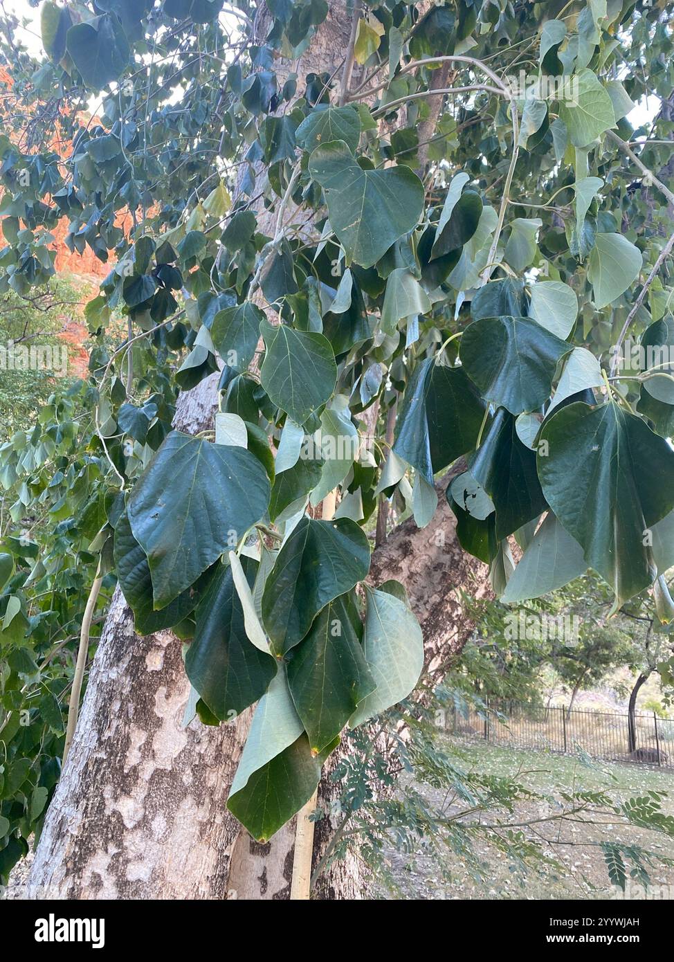 Propeller Tree (Gyrocarpus americanus Stock Photo - Alamy