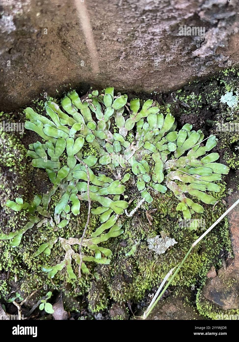 Asterella hi-res stock photography and images - Alamy