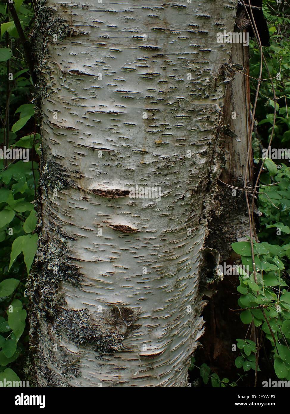 paper birch (Betula papyrifera Stock Photo - Alamy