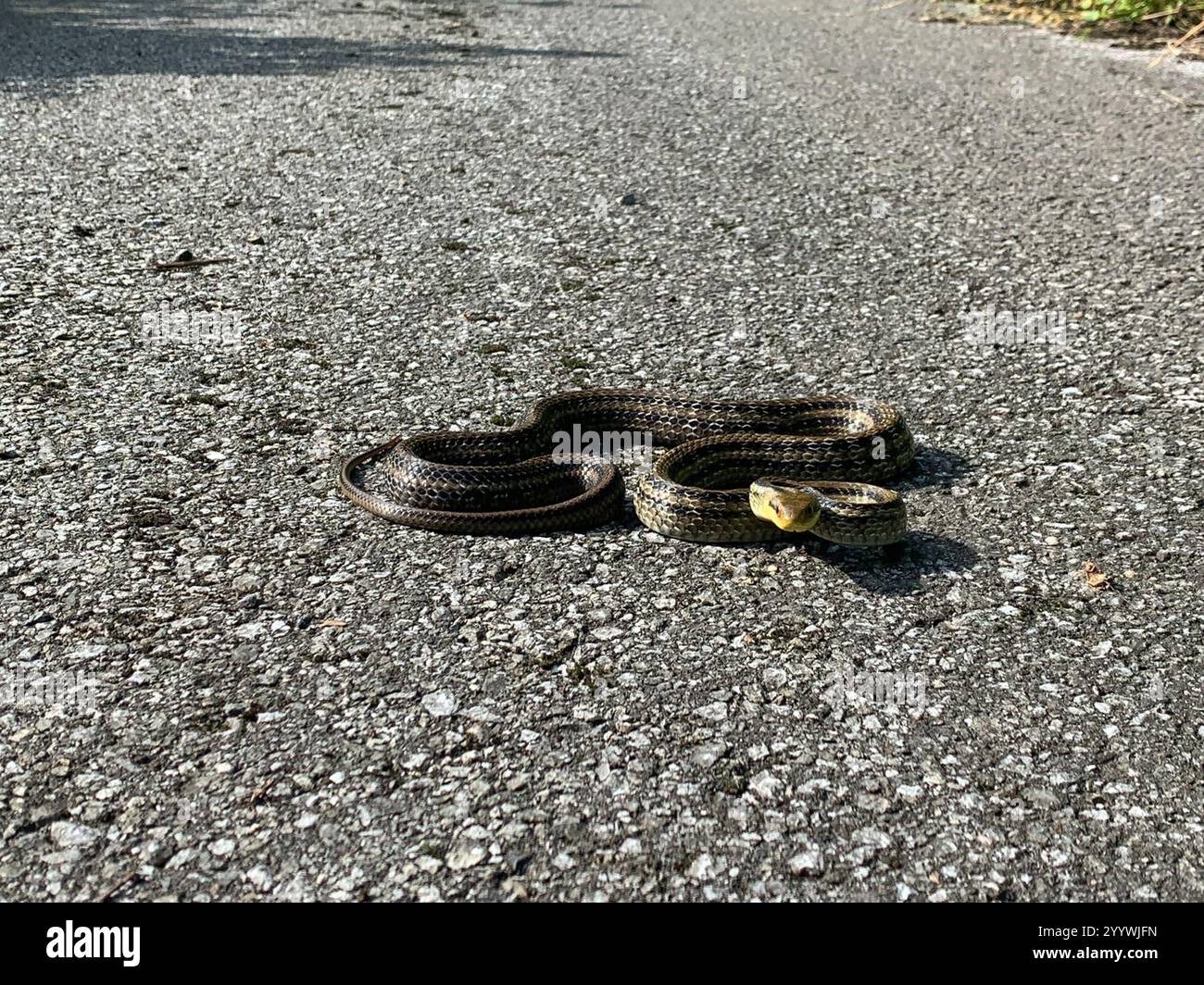 Japanese Four-lined Ratsnake (Elaphe quadrivirgata Stock Photo - Alamy