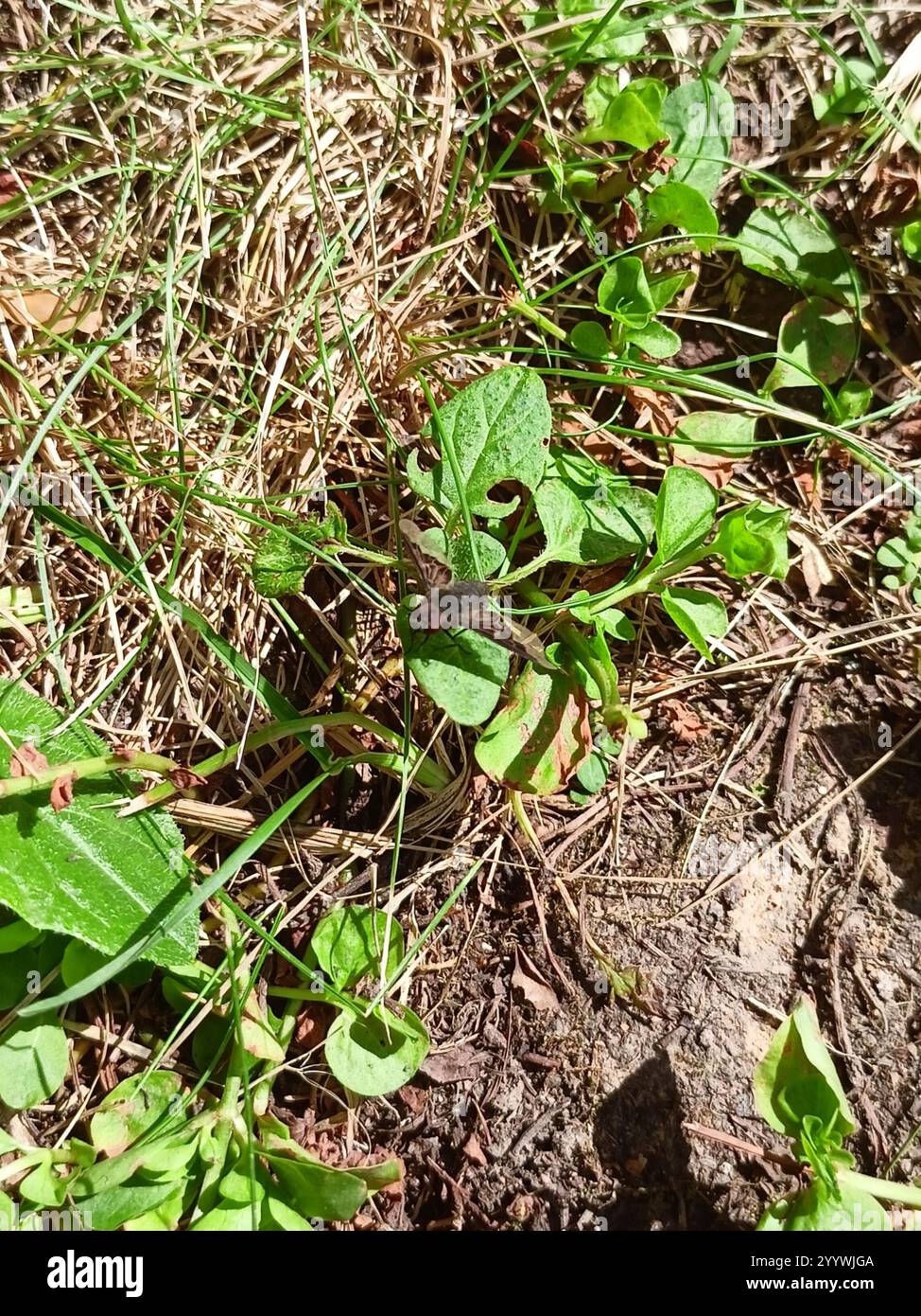 Black Banded Bee Fly (Hemipenthes morio Stock Photo - Alamy