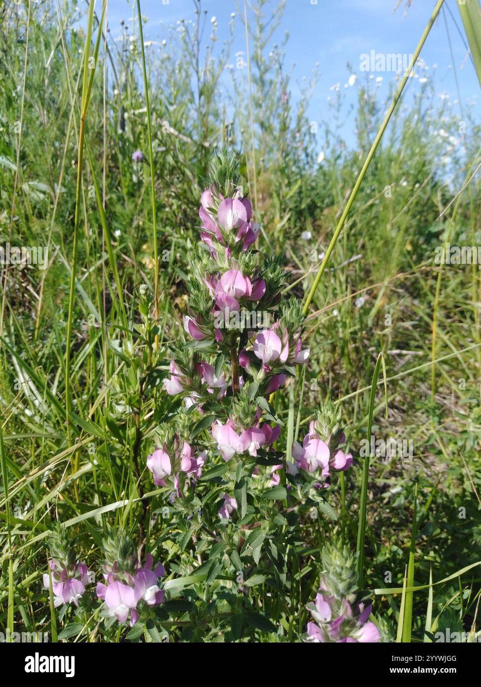 Trailing restharrow hi-res stock photography and images - Alamy